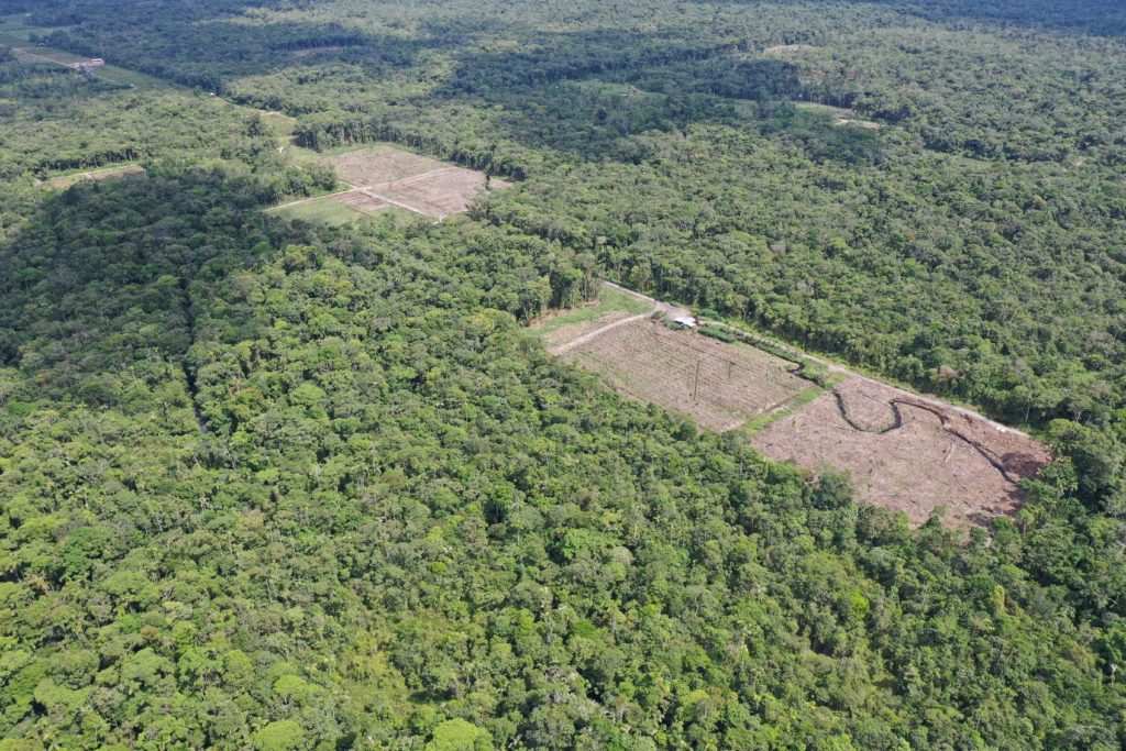 Prevent deforestation with digital geodata management | BMZ Digital.Global