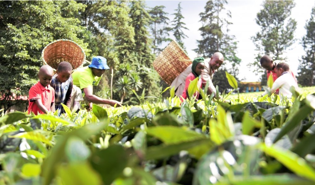 AI levels the field: Kenyan farmers get smarter access to credit | BMZ ...